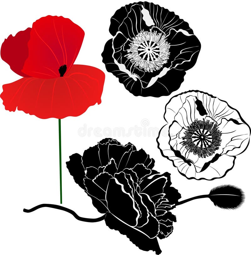 Poppy stock vector. Illustration of poppies, flowers - 45995507