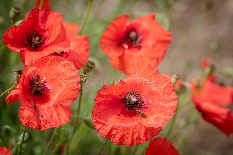 Vibrant red poppies stock photo. Image of anzac, botany - 231632990