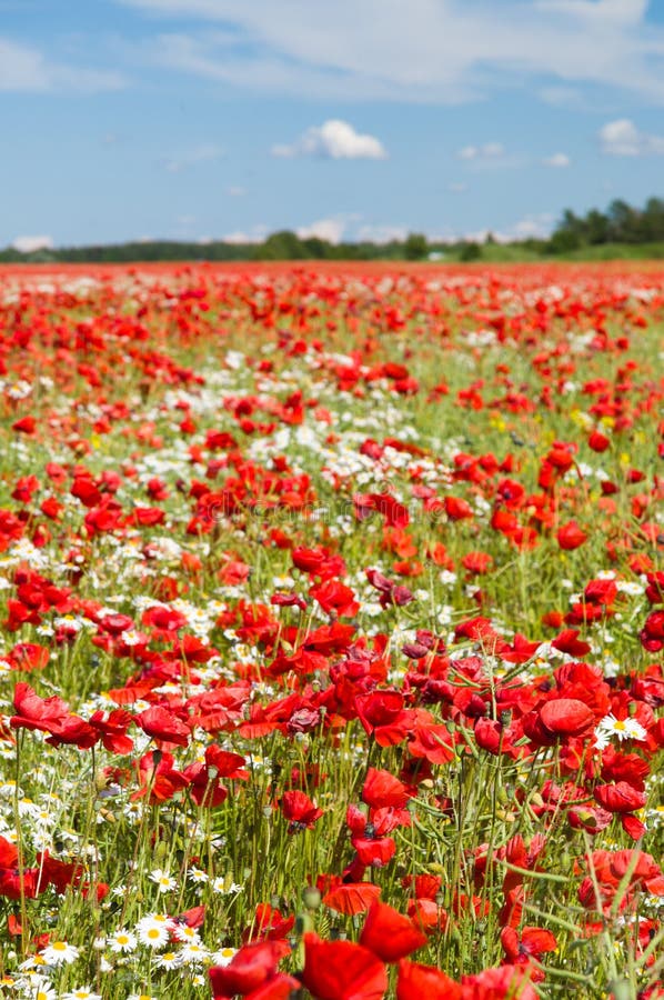 Poppy flowers field stock image. Image of clouds, flowers - 57607229