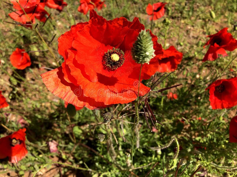 Poppy Flowers in Full Bloom Stock Photo - Image of flower, beautiful ...
