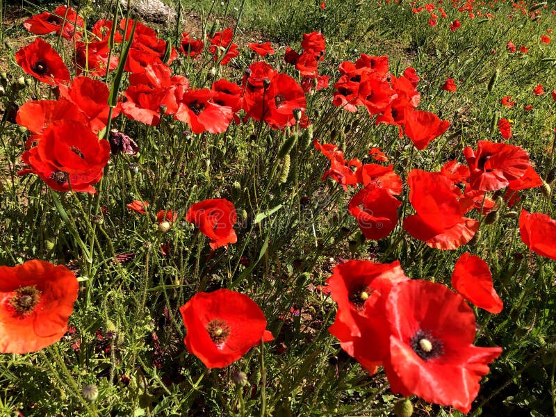 Poppy Flowers in Full Bloom Stock Photo - Image of nature, spring ...