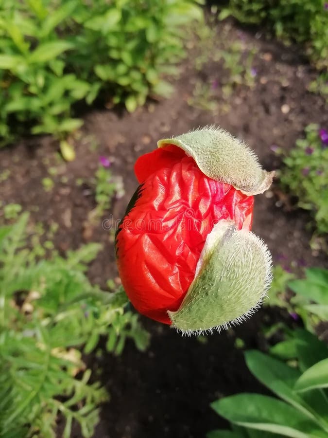 Poppy Flowers on Green Background. Nice Background with Flowers and ...