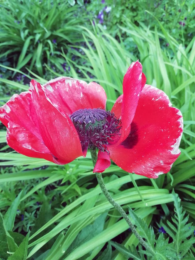 Poppy Flowers on Green Background. Nice Background with Flowers and ...