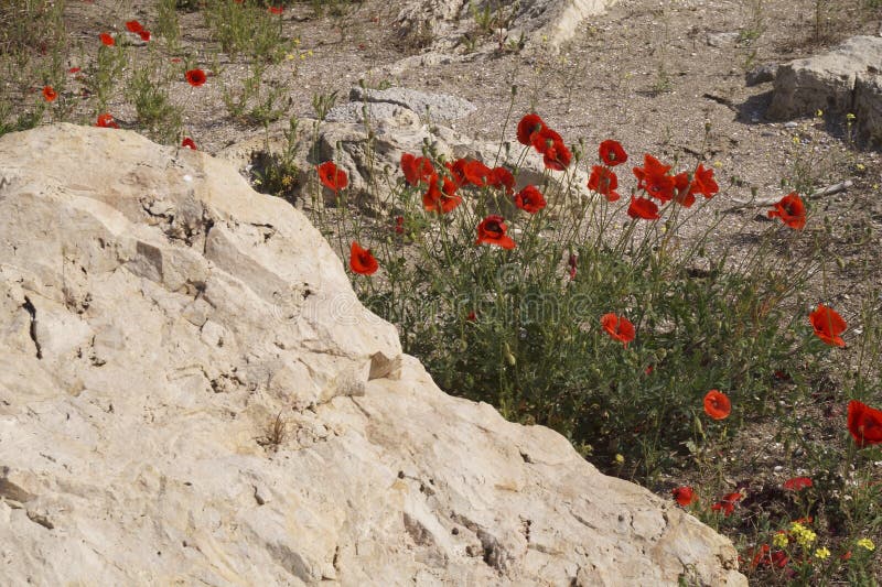 Wildflower - Red Poppy Flower Stock Photo - Image of poppy, colorful ...