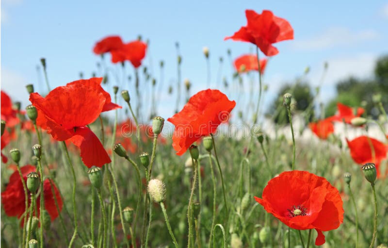 Poppy Flowers in a Meadow in Spring Stock Image - Image of papaver ...
