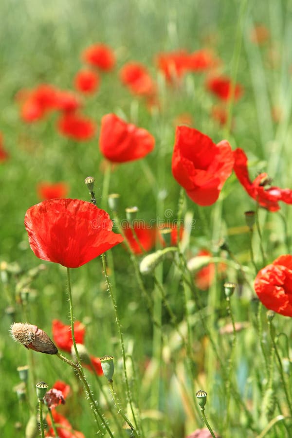 Poppy Flowers in a Meadow in Spring Stock Image - Image of papaver ...
