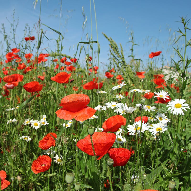 Poppy Flowers in a Meadow in Spring Stock Image - Image of flowering ...