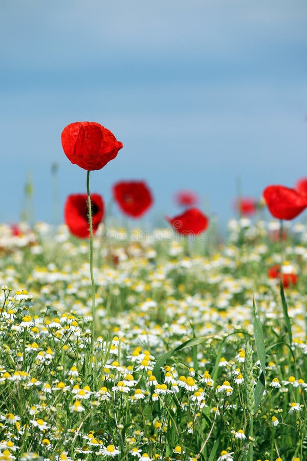 Poppy flowers nature stock photo. Image of blooming, poppy - 65956462