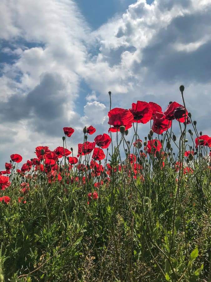 Poppy bud stock photo. Image of gentle, beauty, bright - 92770304
