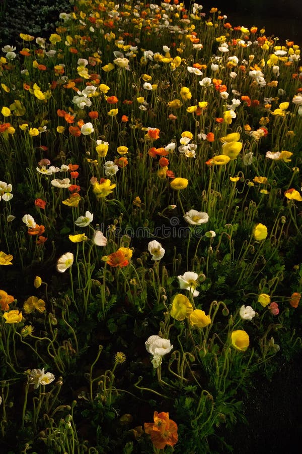 Poppy Flowers at night stock photo. Image of evening - 80534578