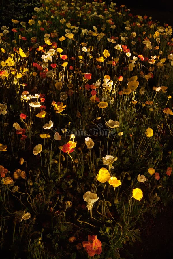 1,290 Poppy Night Stock Photos - Free & Royalty-Free Stock Photos from ...