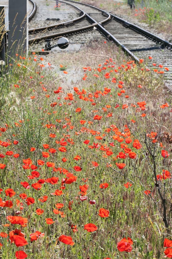 Poppy Flowers Along Railway Tracks Stock Image - Image of road ...