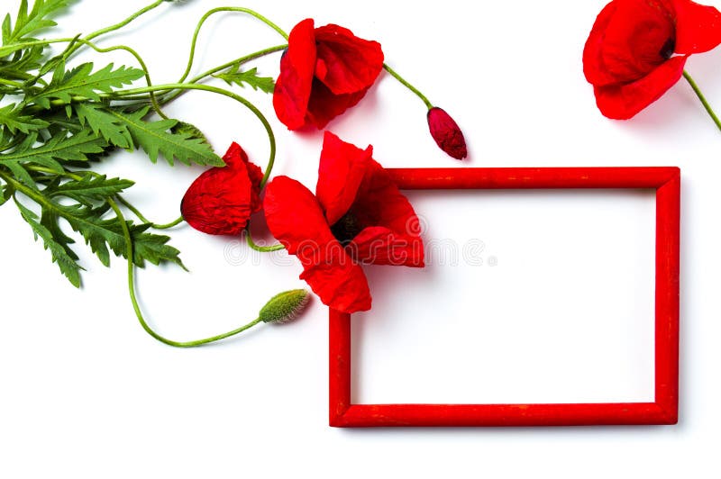 Poppy Flowers and Red Wooden Frame on White Stock Photo - Image of ...