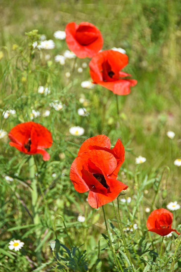 Poppy flowers in spring stock photo. Image of field, nature - 72993334