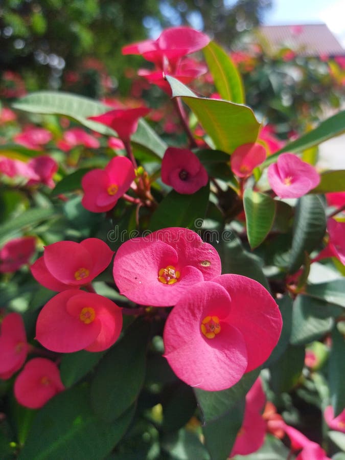 Popi Flowers Stock Photos - Free & Royalty-Free Stock Photos from ...