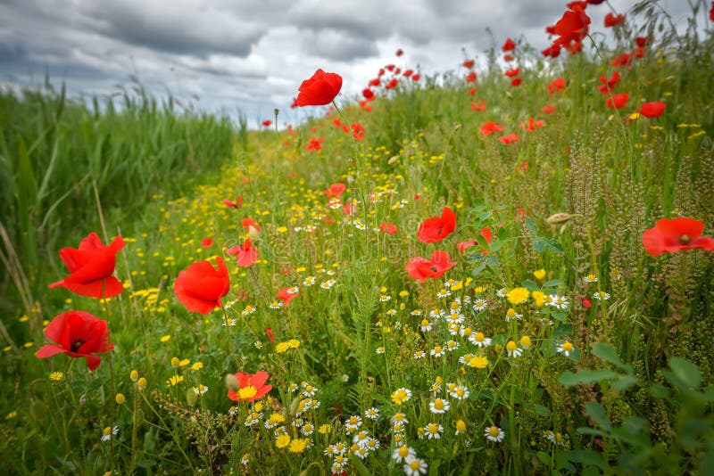 Poppy Flowers - Summer Meadow Stock Photo - Image of fresh, nature ...