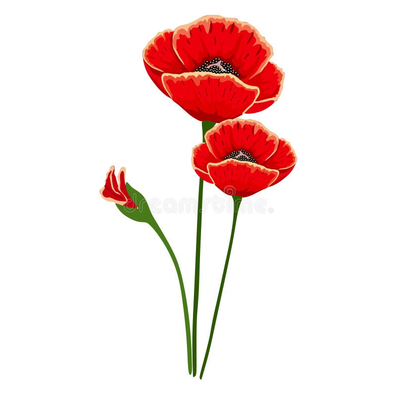 Poppy flowers vector eps stock vector. Illustration of vector - 108613925