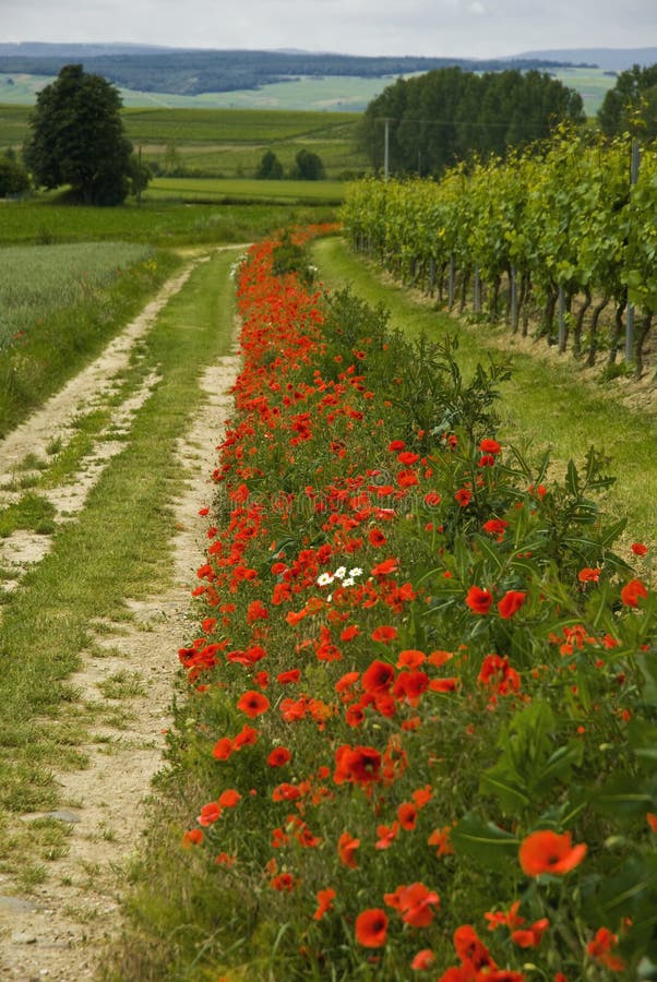 Poppy Field Undulating Hills Stock Photos - Free & Royalty-Free Stock ...