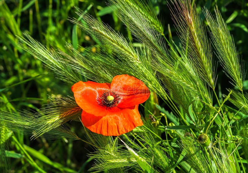 176 Flowwer Stock Photos - Free & Royalty-Free Stock Photos from Dreamstime