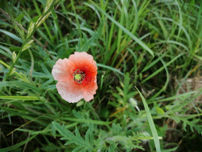 Poppy in Front of Deep Green Grass Stock Image - Image of green, deep ...
