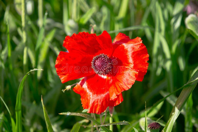 Poppy in Front of Green Grass Stems Stock Photo - Image of sunshine ...