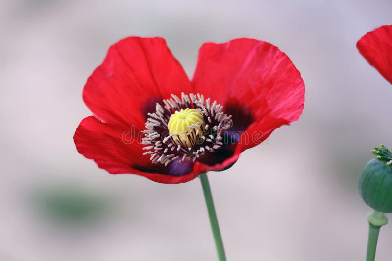 Poppy full flower stock photo. Image of lily, petal - 239090270