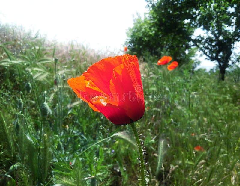 Poppy stock image. Image of beautifulnature, wildnature - 117212283