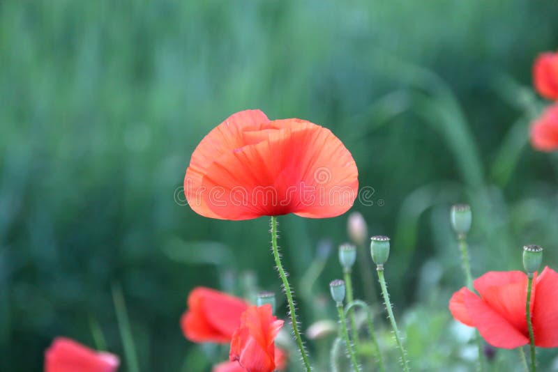 Poppy in grass stock photo. Image of poppy, careal, grass - 47553744