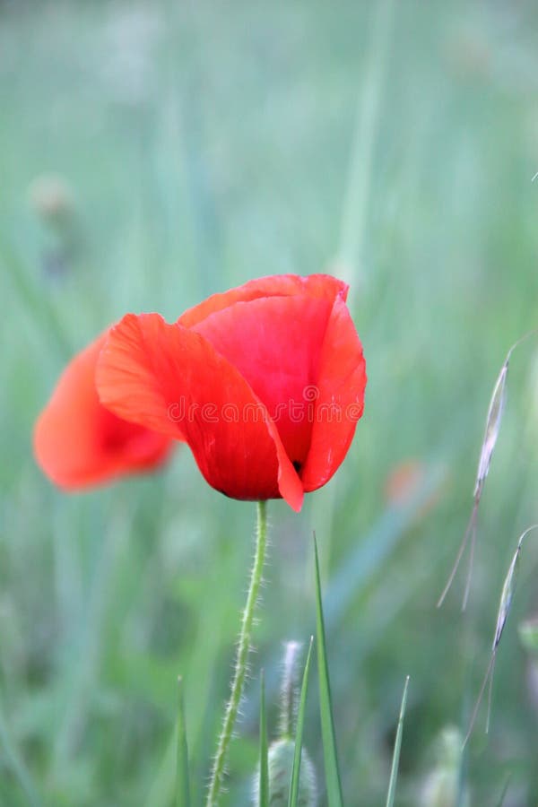 Poppy in the grass field stock image. Image of macro - 116957235