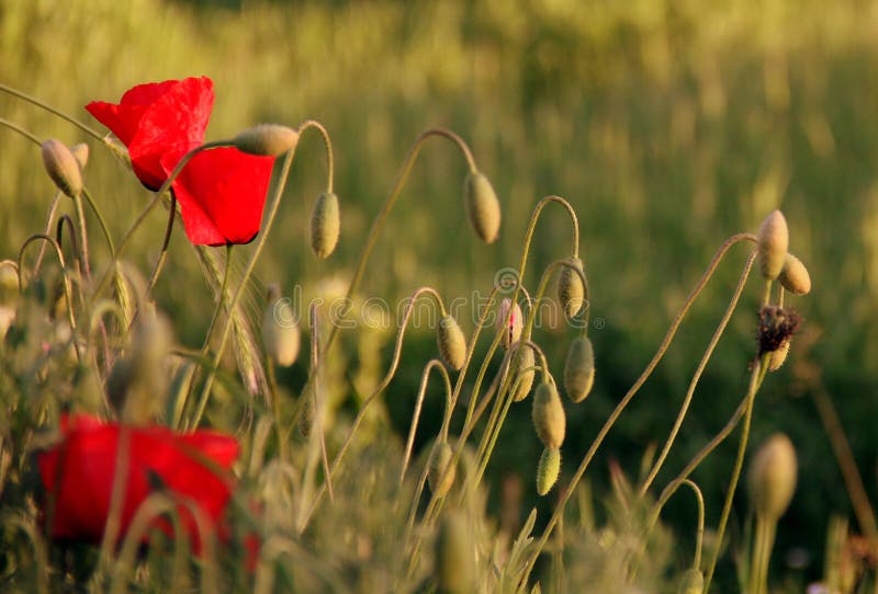 Poppy in grass stock image. Image of poppy, grass, natural - 72372065