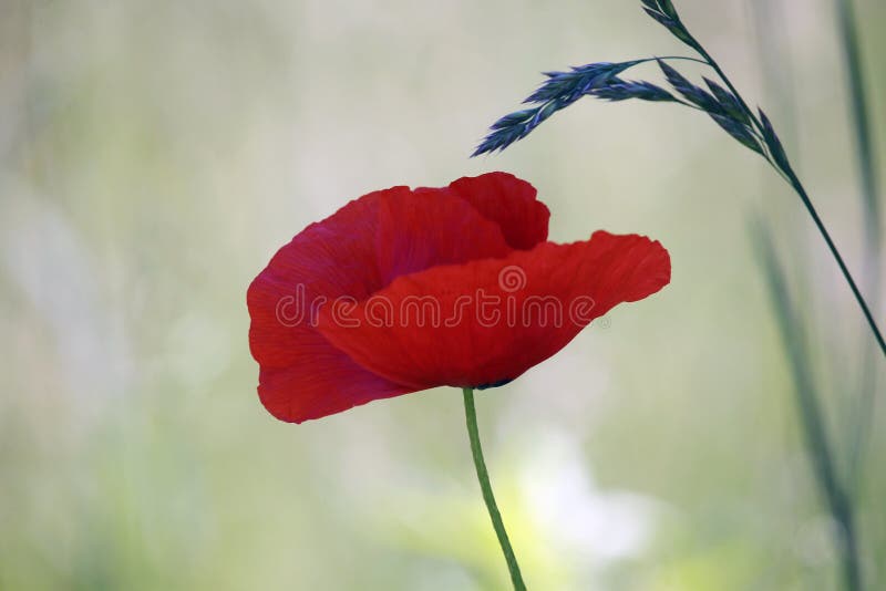 Poppy in grass stock image. Image of careal, color, poppy - 92689303