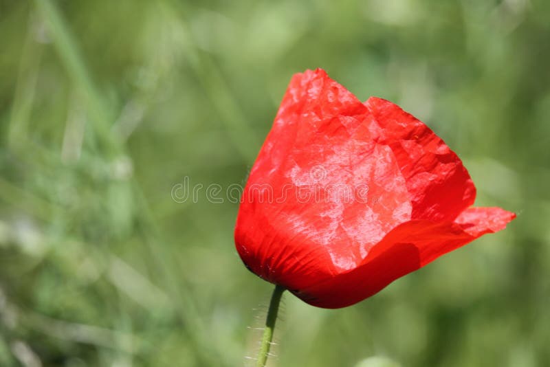 Poppy in grass stock photo. Image of poppy, grass, natural - 92690124