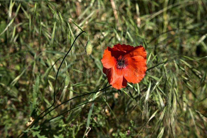 Poppy in the Grass Seen Up Close Stock Photo - Image of color, bloom ...