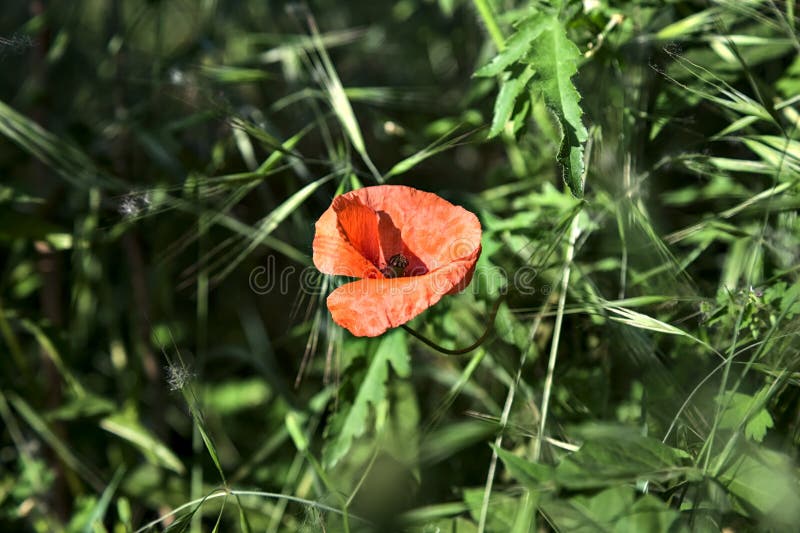 Poppy in the Grass Seen Up Close Stock Photo - Image of agriculture ...