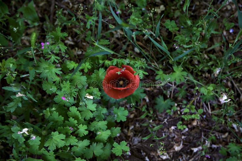 Poppy in the Grass Seen Up Close Stock Photo - Image of fresh ...
