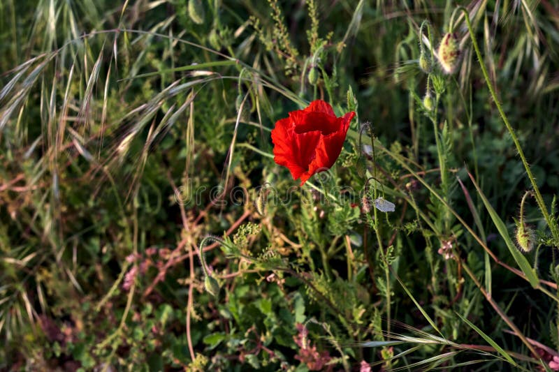 Poppy in the Grass at Sunset Stock Image - Image of fresh, floral ...