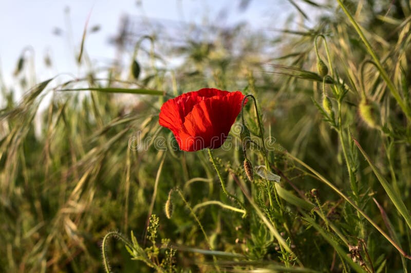 Poppy in the Grass at Sunset Stock Image - Image of agriculture, grow ...