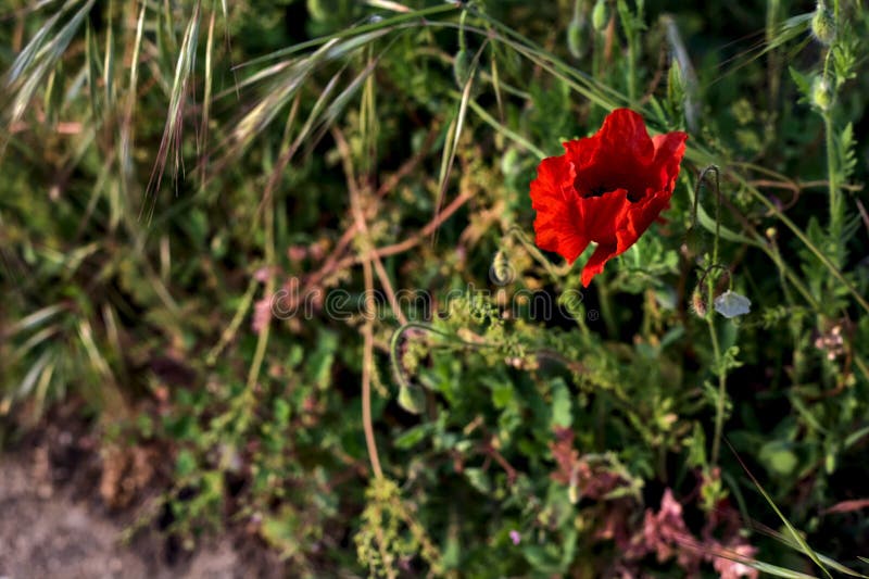 Poppy in the Grass at Sunset Stock Image - Image of garden, beatiful ...