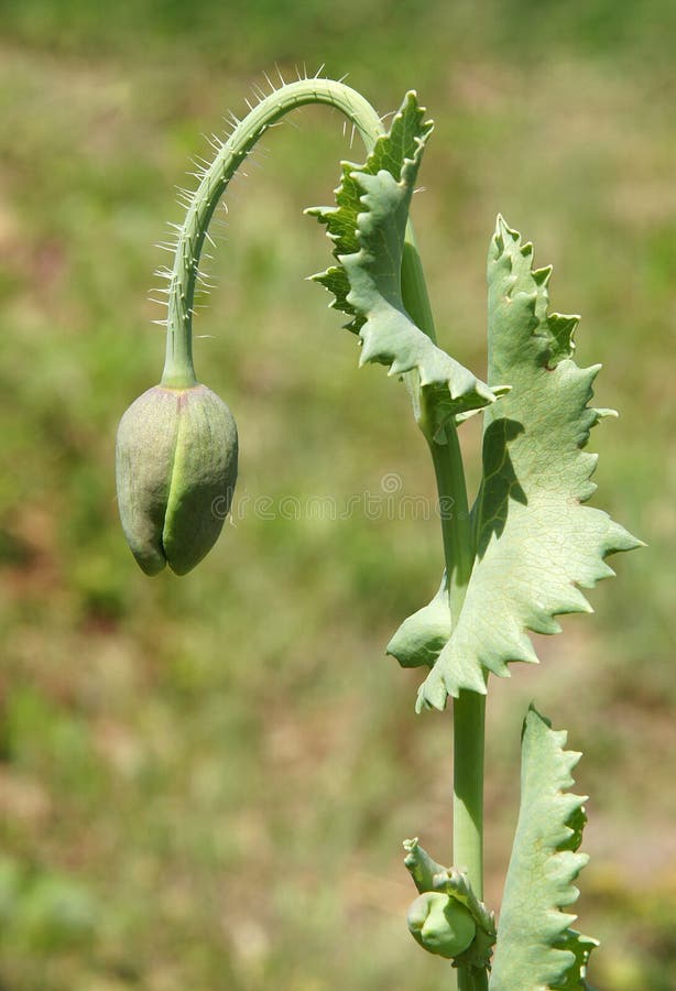 Poppy on green stock photo. Image of poppy, spring, wild - 133116004
