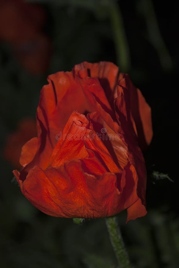 Poppy and Green Leaves Night Stock Photo - Image of flora, poppy: 84621852