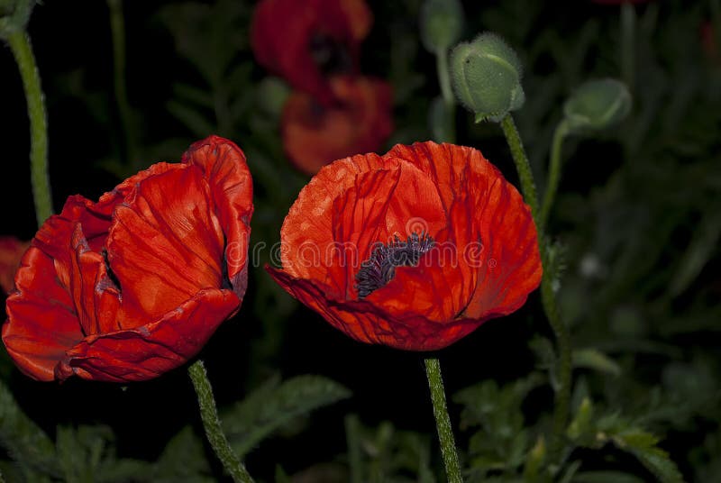 Poppy and Green Leaves Night Stock Image - Image of finish, black: 84621863