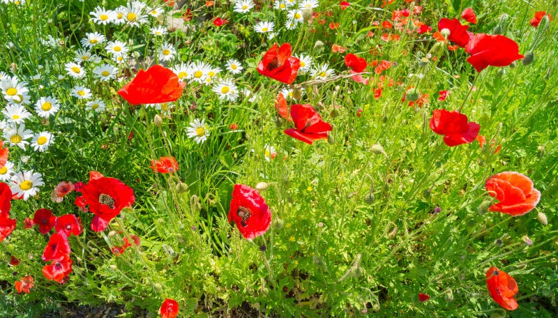 Poppy grow in the grass stock photo. Image of season - 189308414