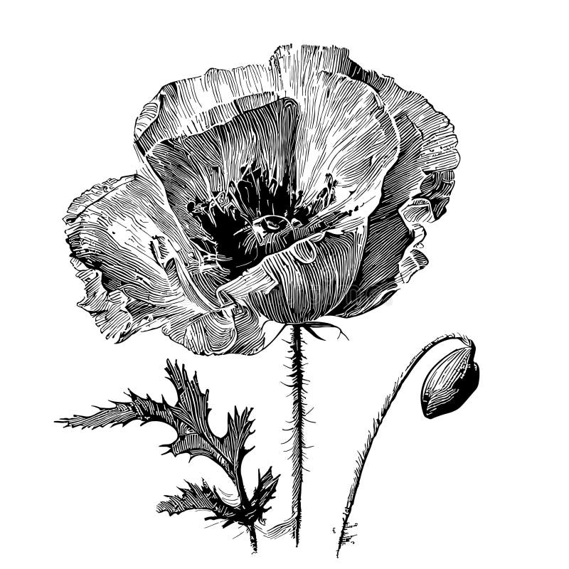 Poppy Hand Drawn Sketch in Doodle Style Flowers Vector Illustration ...