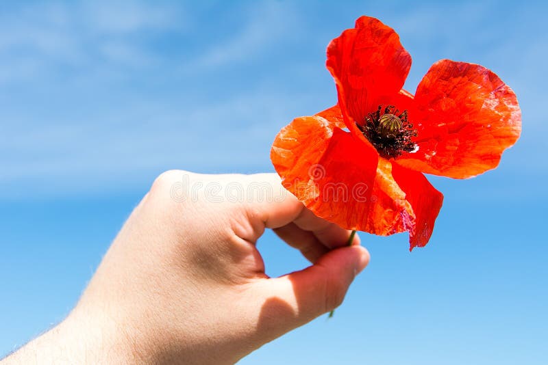Poppy in the hand stock image. Image of body, bloom, flower - 94081327