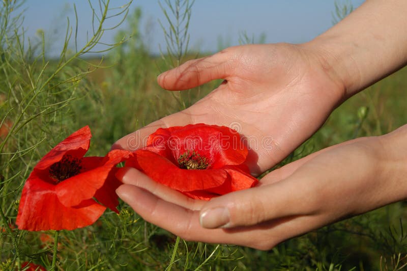 Poppy on hands stock photo. Image of scene, hold, blue - 19063756