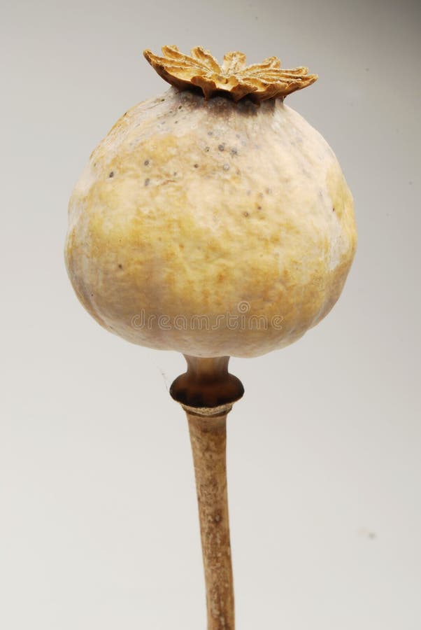 Poppy head stock photo. Image of field, head, ingredients - 12721584