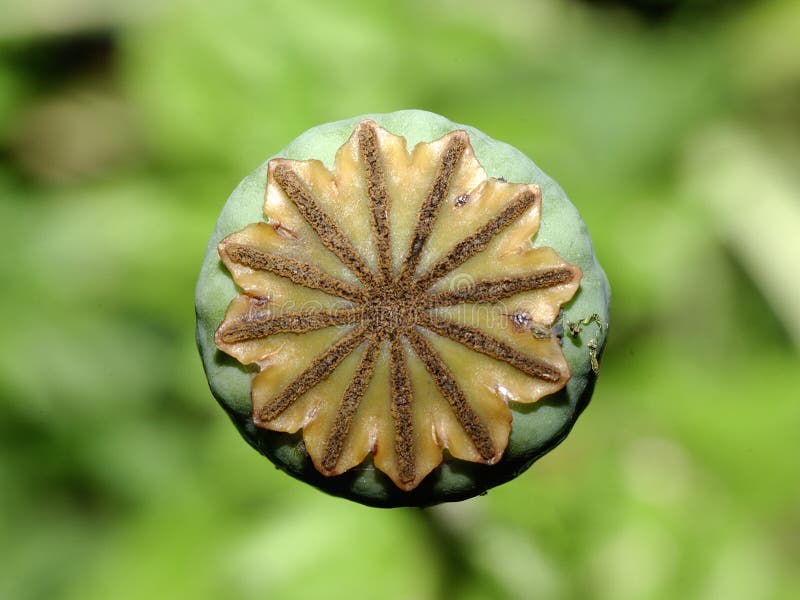 Poppy head stock photo. Image of detail, poppies, closeup - 142476