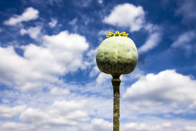 Poppy Head with Blue Sky and Clouds Stock Photo - Image of three ...