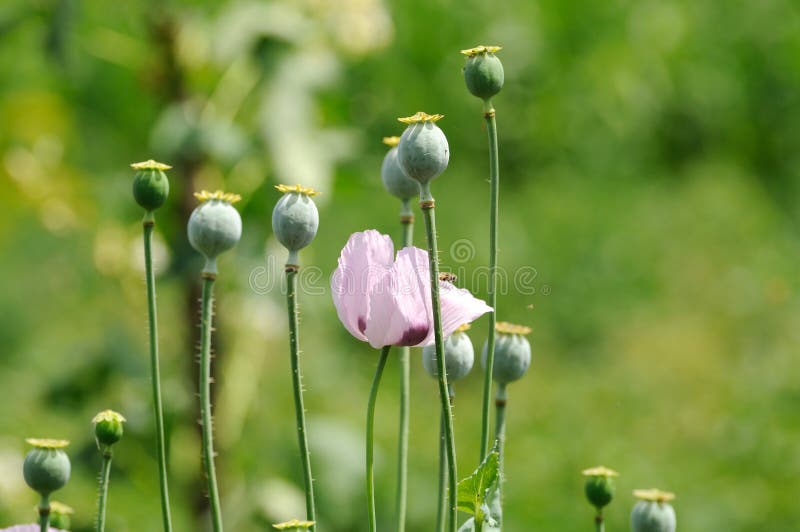 Poppy head. stock photo. Image of medicine, heroin, macro - 43136032