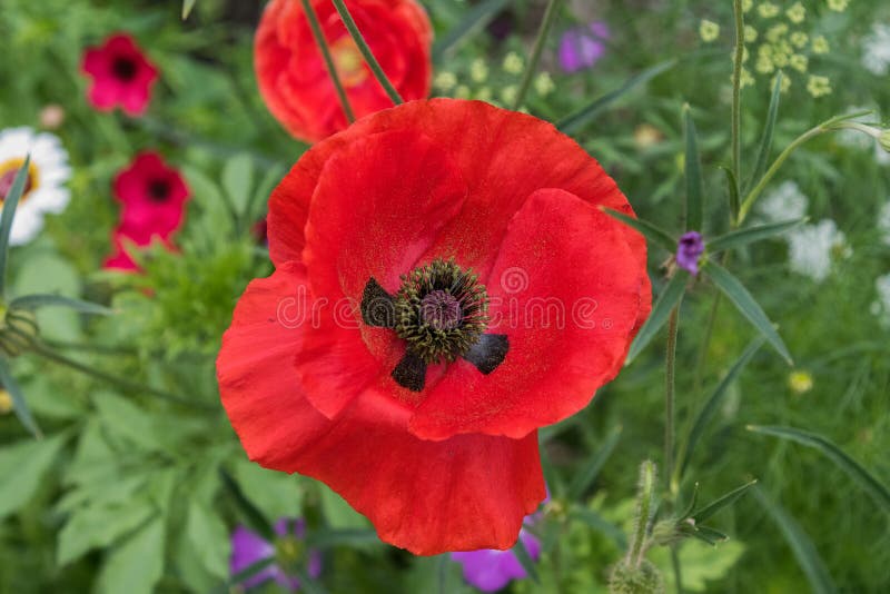 Poppy head stock photo. Image of plants, dreams, head - 76059830
